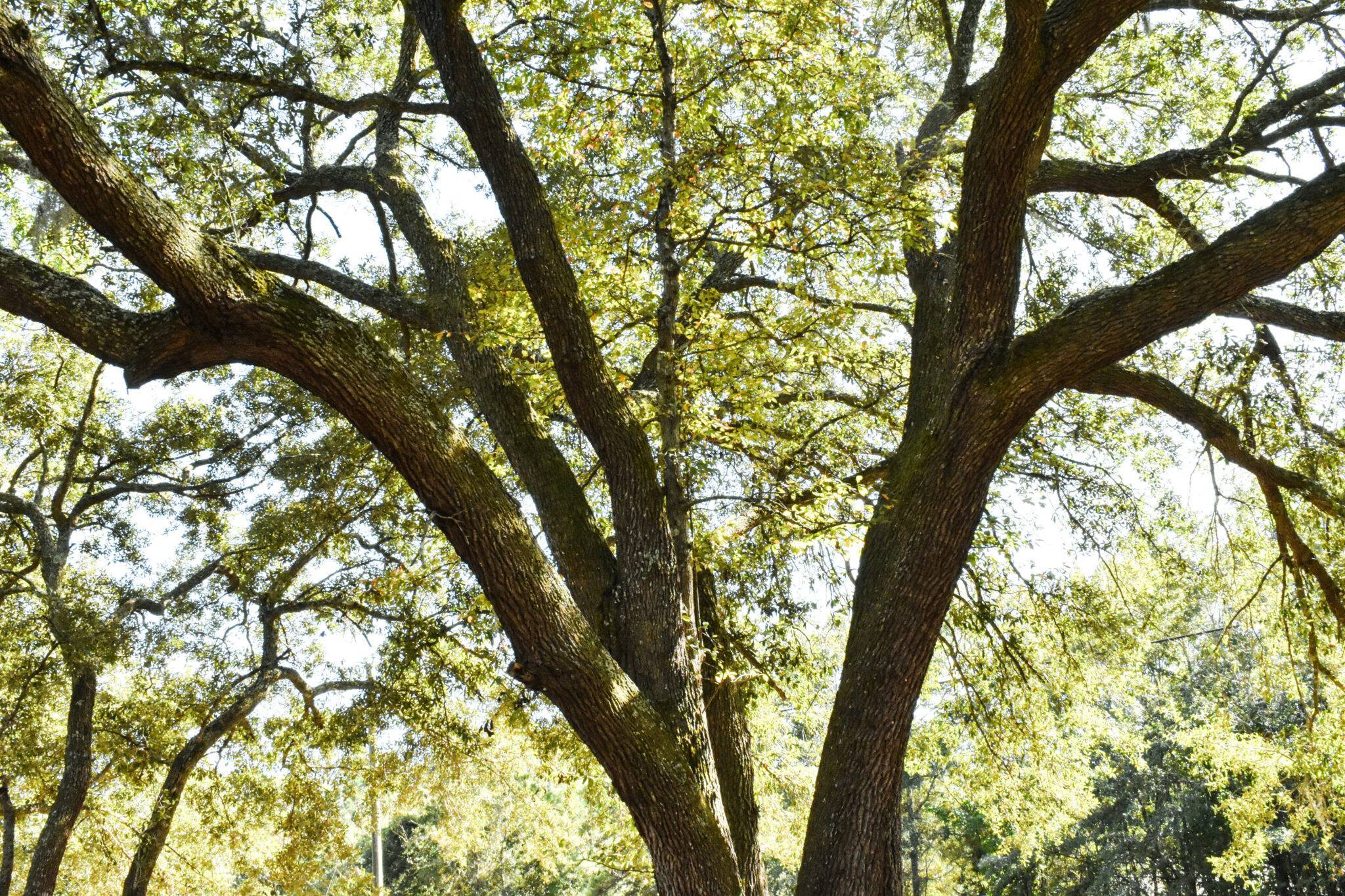 TAKE ACTION: Protect Charleston County Trees - Coastal Conservation League